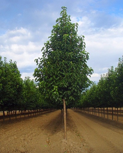 Baxter Wholesale Nursery | Idaho Grown Specimen Shade and Ornamental Trees